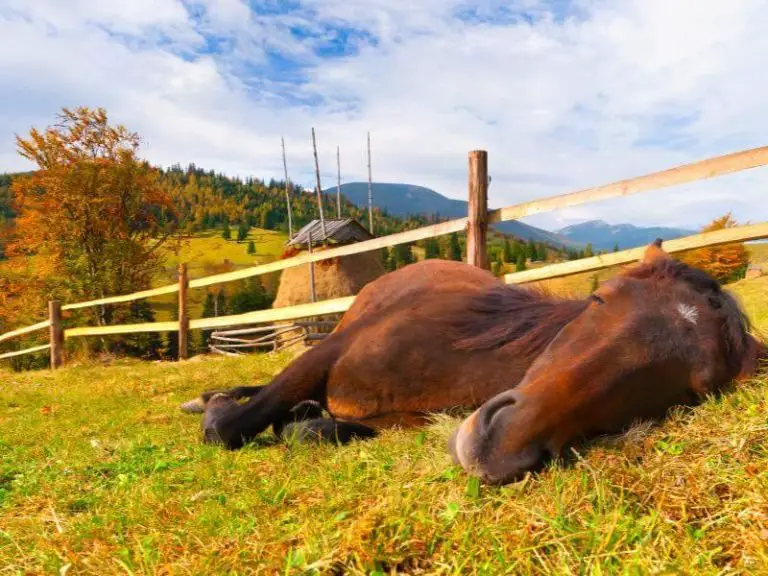 How Horses Sleep: Interesting Details!