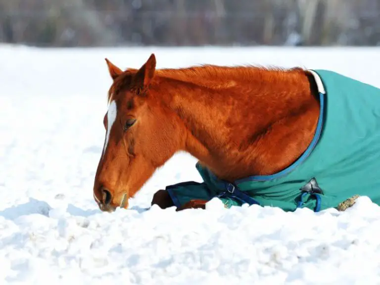 How Horses Sleep: Interesting Details!