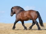 17 Work Horses: Breeds Still At It Today!
