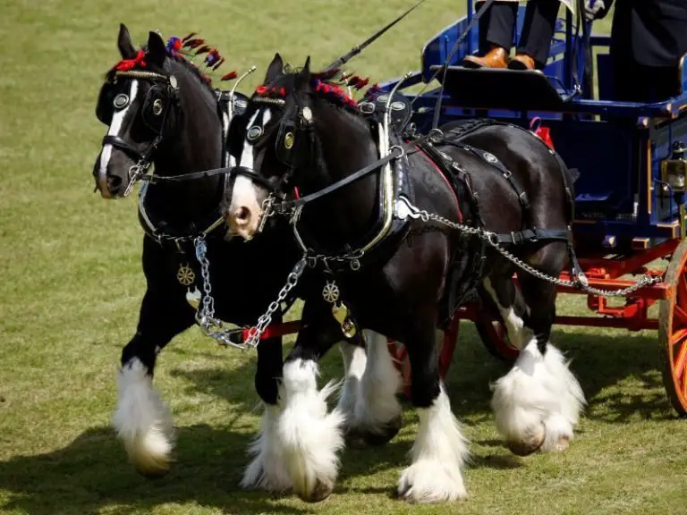 17 Work Horses: Breeds Still At It Today!