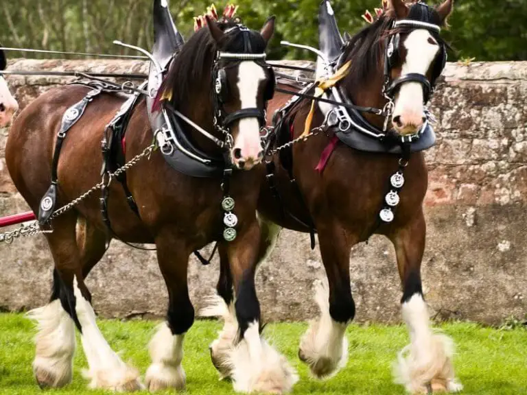 17 Work Horses: Breeds Still At It Today!