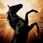 21 Famous Horses in Movies and TV