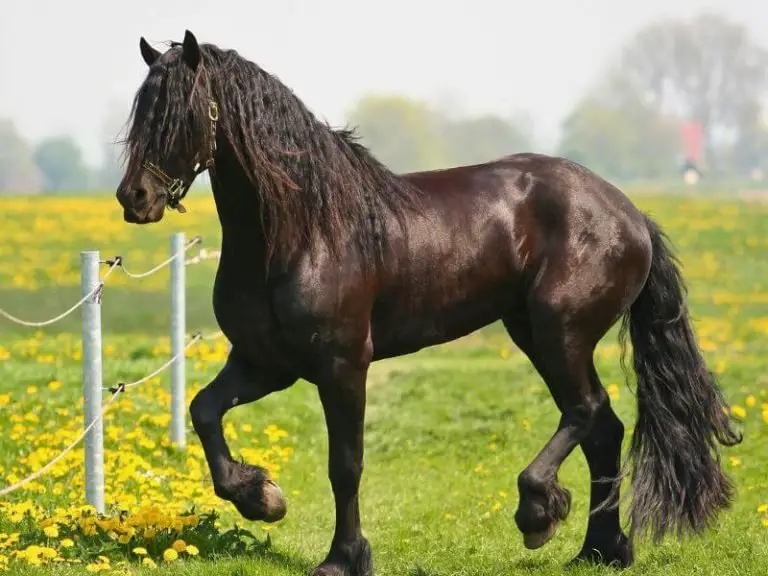 Black Horses 101- Everything You Need To Know