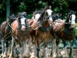 17 Work Horses: Breeds Still At It Today!