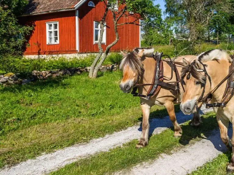 17 Work Horses: Breeds Still At It Today!