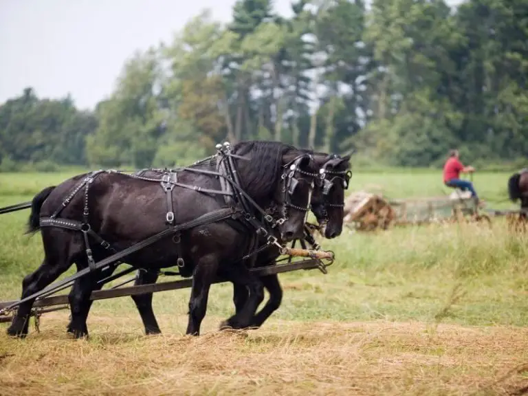 17 Work Horses: Breeds Still At It Today!