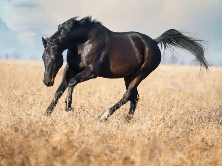 Black Horses 101- Everything You Need To Know