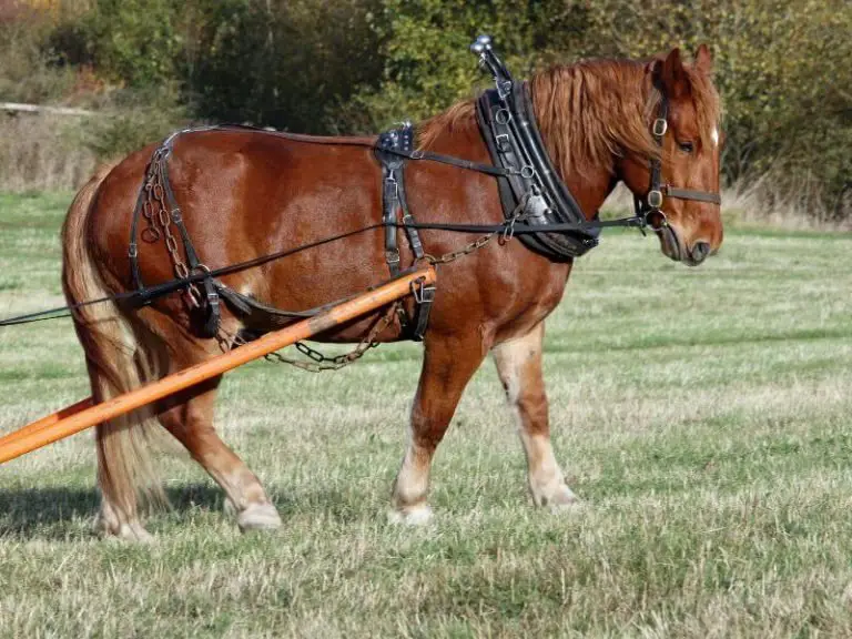 17 Work Horses: Breeds Still At It Today!
