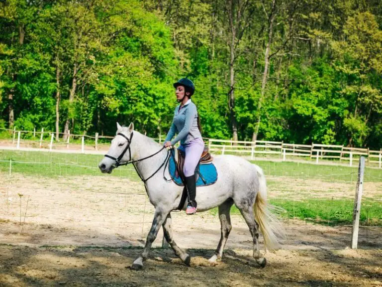 How To Ask A Horse To Trot In 6 Steps