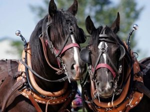 17 Work Horses: Breeds Still At It Today!