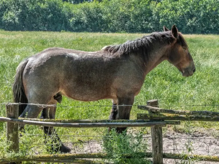 Belgian Draft Horses: Horse Breed Information