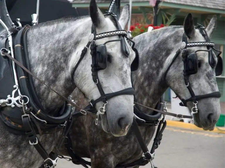 Horse Blinders: Everything You Need To Know