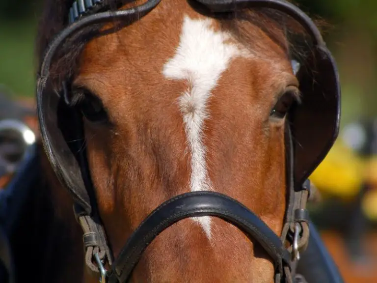 Horse Blinders: Everything You Need To Know