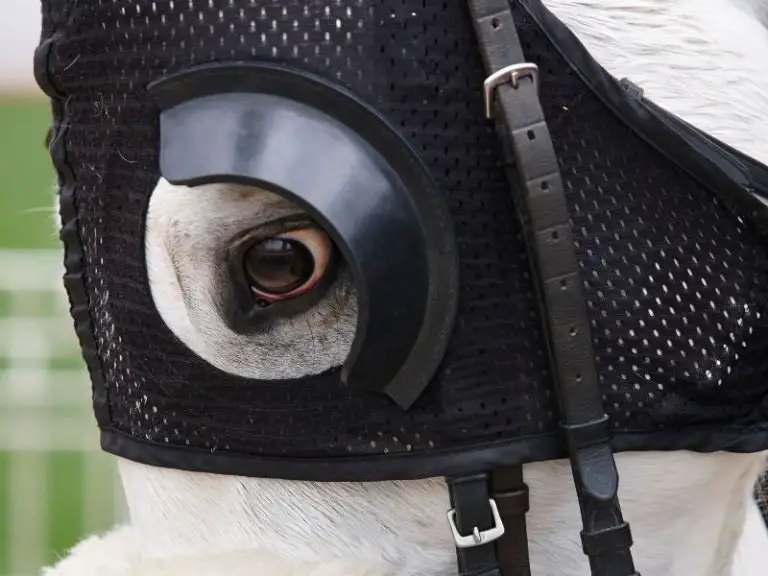 Horse Blinders: Everything You Need To Know