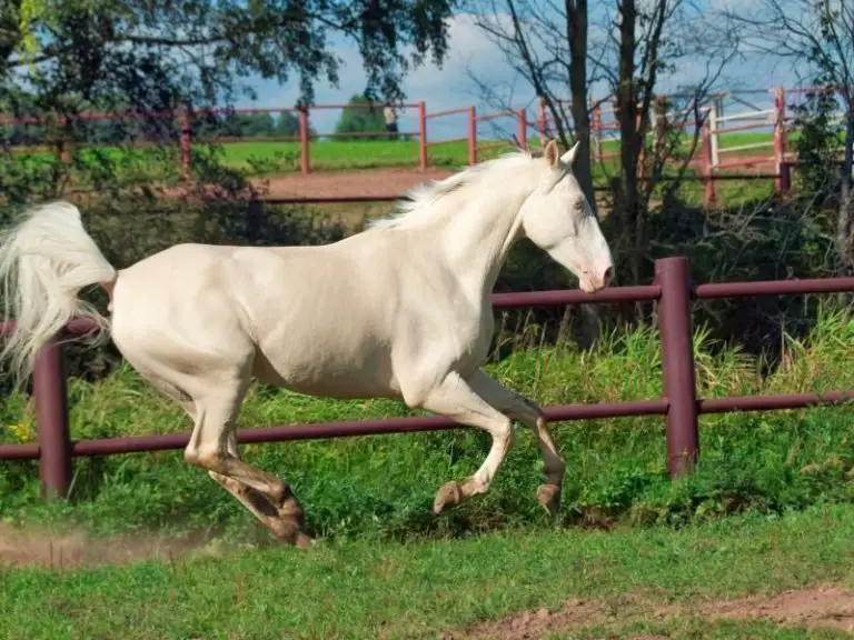 All About Golden Horses: Breeds and Coat Colors