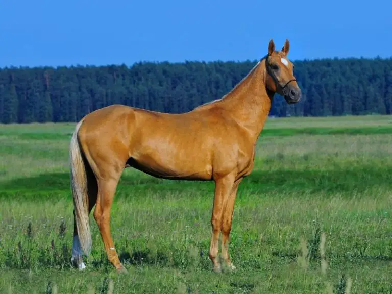 All About Golden Horses: Breeds and Coat Colors