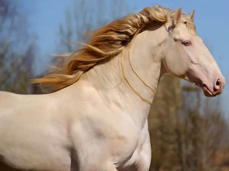 All About Golden Horses: Breeds and Coat Colors