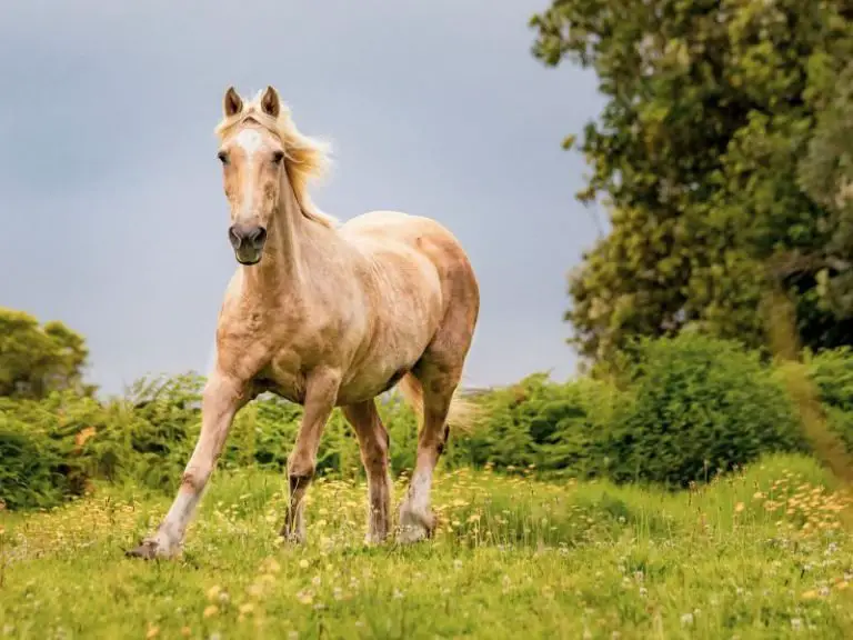 All About Golden Horses: Breeds and Coat Colors