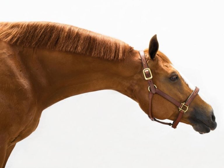 Why Horses Have Manes: Roles of Horse Manes