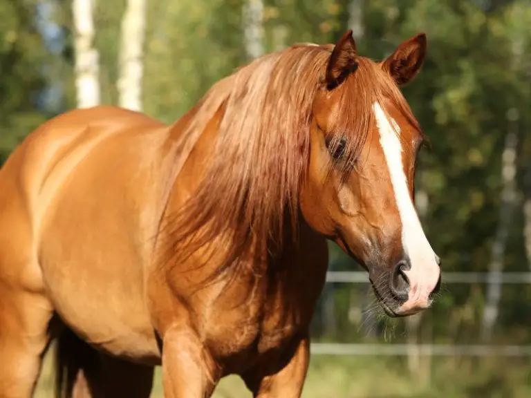 Blood Bay Horse: Color, Info, Images, Characteristics, & FAQ