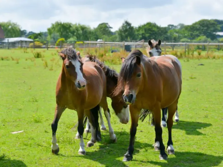 Why Horses Pin Their Ears Back! What They are Signaling