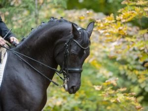 139 Black Horse Names: You Will Love!