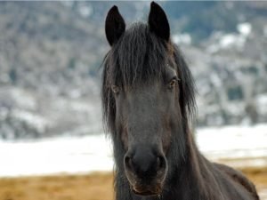 139 Black Horse Names: You Will Love!