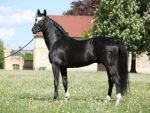 139 Black Horse Names: You Will Love!