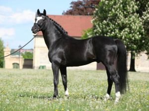 139 Black Horse Names: You Will Love!