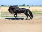 139 Black Horse Names: You Will Love!