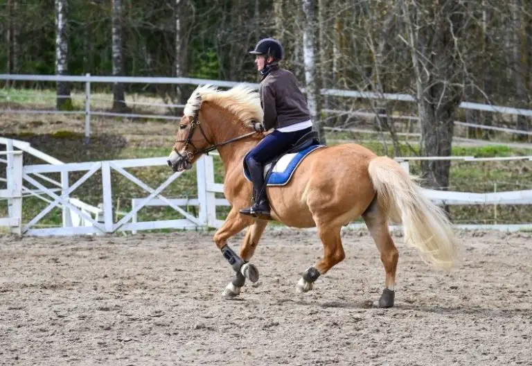 Horseback Riding Fitness: Essential Exercises & Tips for Equestrians