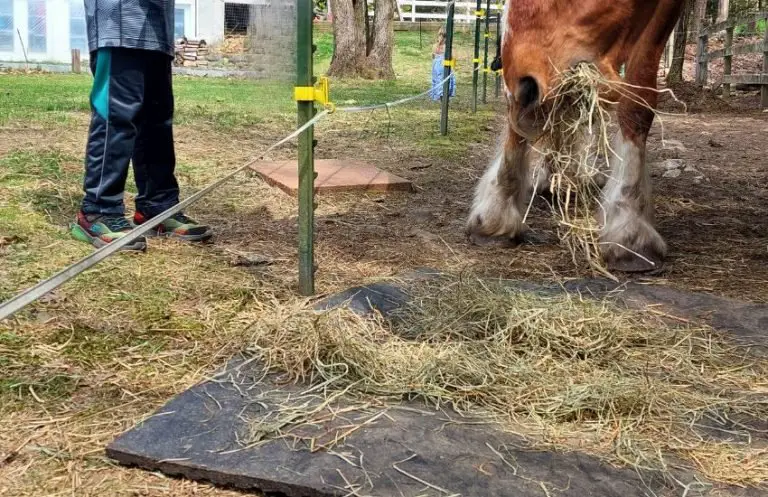 Horse Paddock Mud Control (Your Guide to Conquering the Mud!)