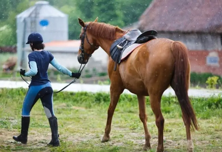 Horseback Riding Fitness: Essential Exercises & Tips for Equestrians